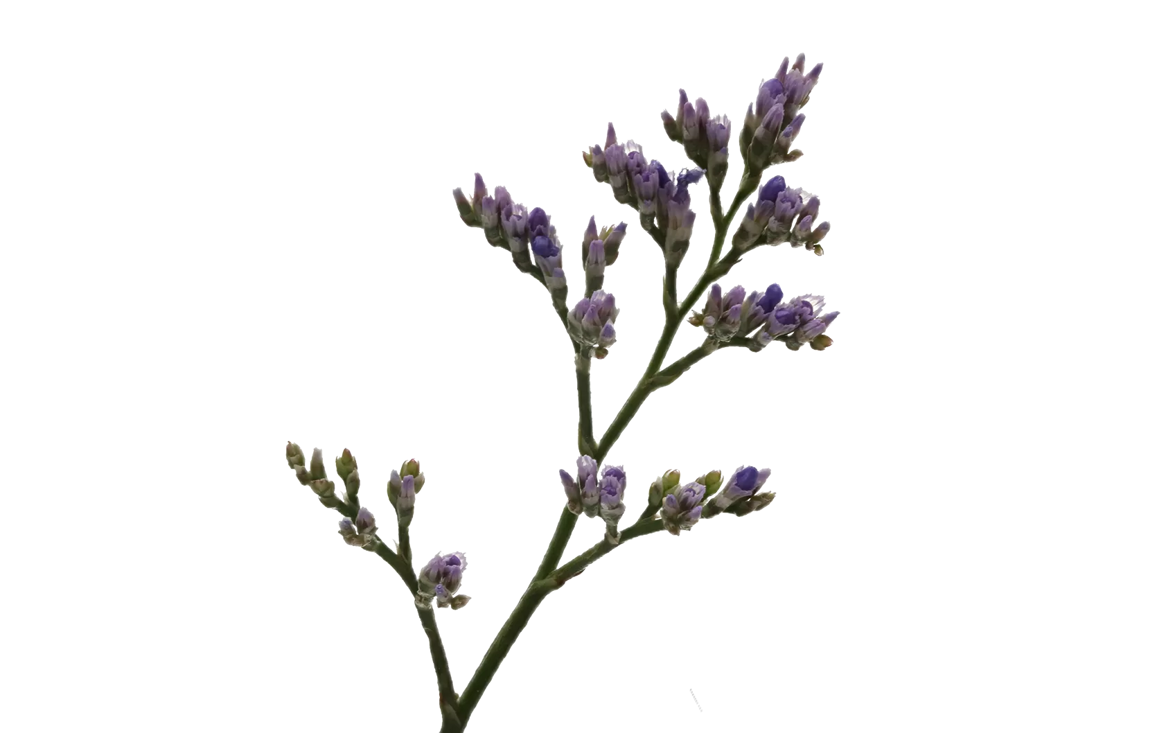 Limonium Skylight | Marginpar